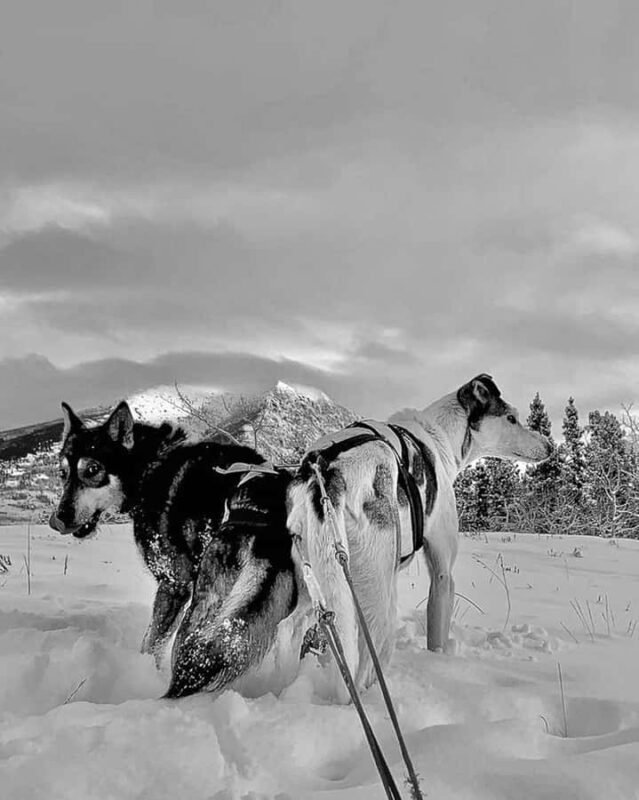 Whitehorse: Dog Sledding Adventure with Hot Cocoa - Value and Pricing: Is It Worth It?