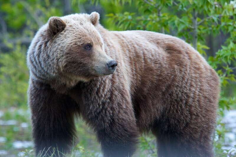 Whitehorse: Kluane - Wildlife & Vistas - Final Thoughts