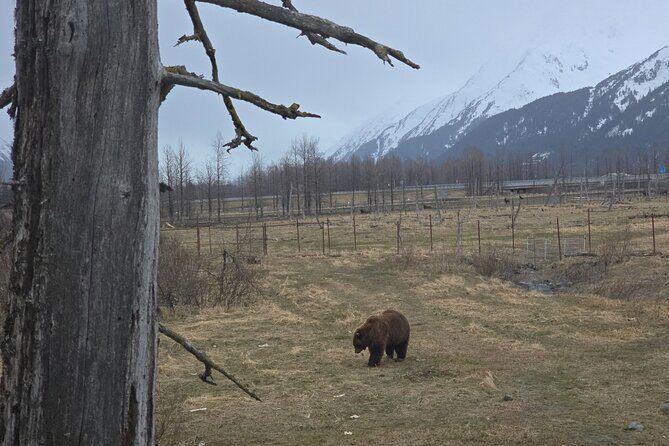 Whittier Cruise Shuttle Tour with Multiple Stops - Transportation and Group Size