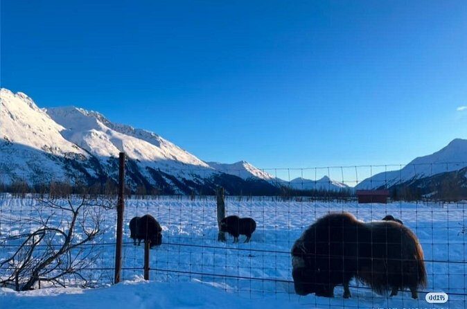 Whittier Cruise Shuttle Tour with Multiple Stops - The Value of the Experience