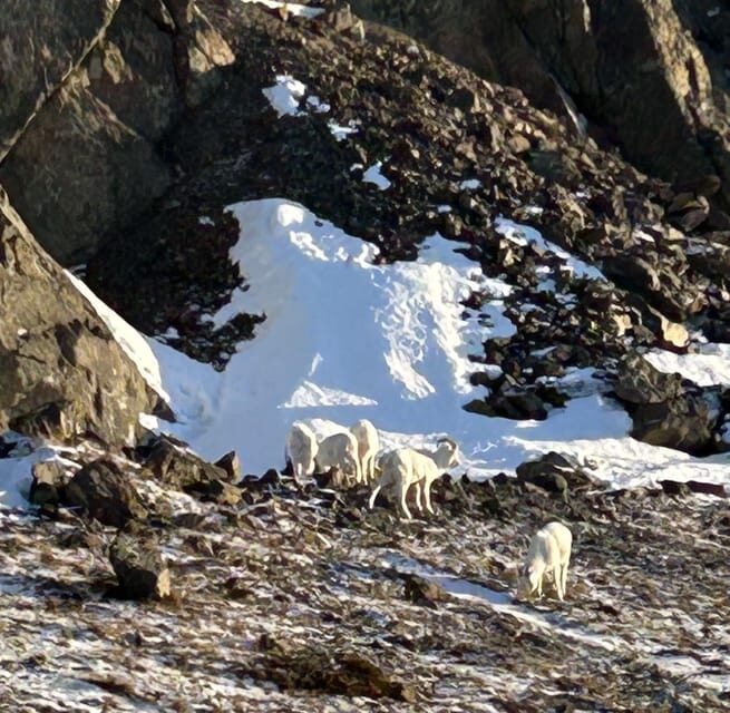 Whittier: Cruise Transit Tour to & from Anchorage - An In-Depth Look at the Tour Experience