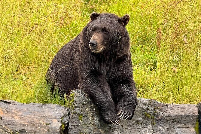 Whittier to Anchorage Cruise Transfer Wildlife Center and Tram - The Itinerary in Detail