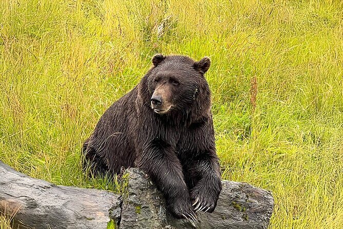 Whittier to Anchorage Cruise Transfer with Wildlife and Tram - Exploring the Itinerary: what to expect at each stop