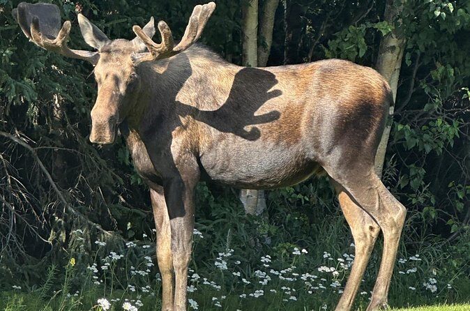 Whittier to Anchorage Sightseeing with Wildlife Tour - The Sum Up: Who Will Appreciate This Tour?