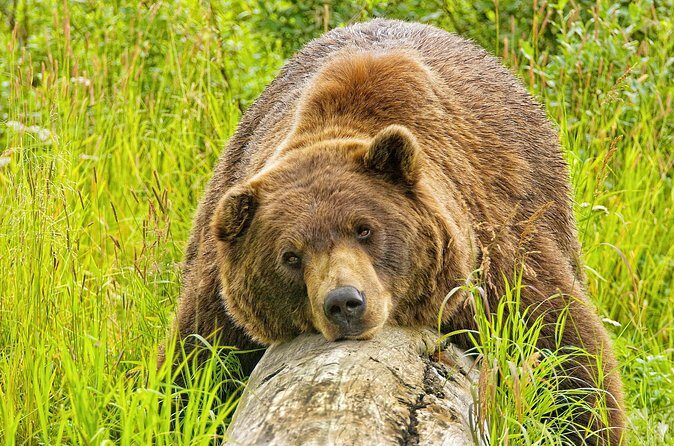 Whittier to Anchorage Wildlife Extravaganza - Who Will Love This Tour?