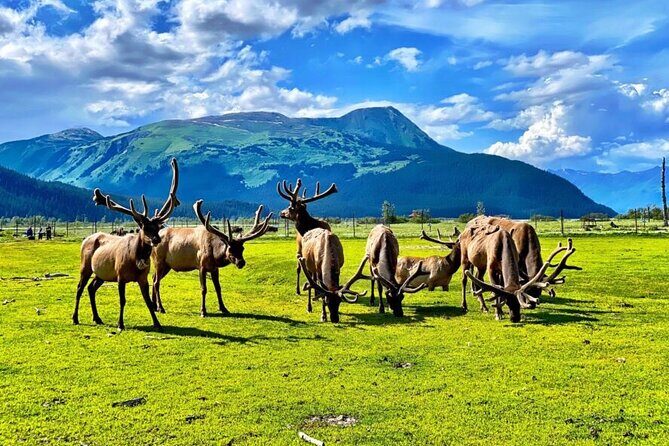 Whittier to Anchorage Wildlife Extravaganza - The Sum Up: Who Should Consider This Adventure?