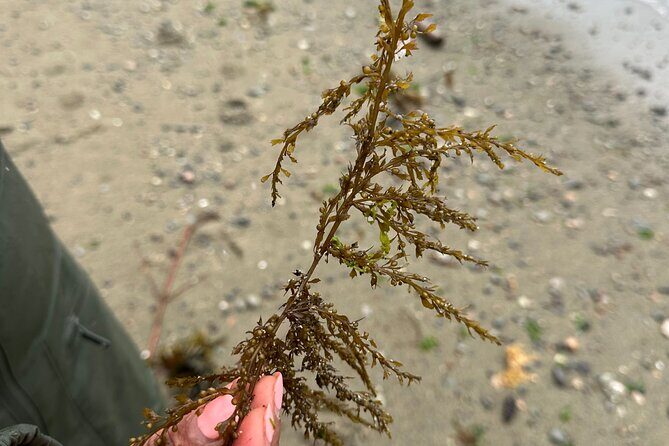Whytecliff Park Indigenous Salish Sea Walking Tour - Frequently Asked Questions