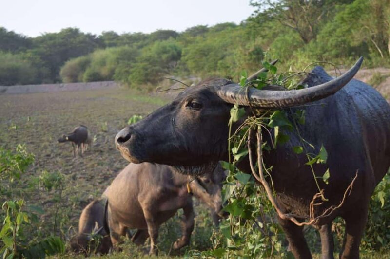 Wiang Nong Lom: Lanna Culture & Crafts Day Trip - Introduction: Why This Tour Might Be Your Best Day Trip from Chiang Rai