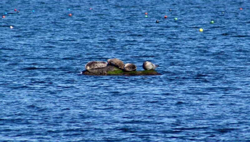 Wickford, RI: Narragansett Bay Seal-Watching Tour by Boat - Final Thoughts