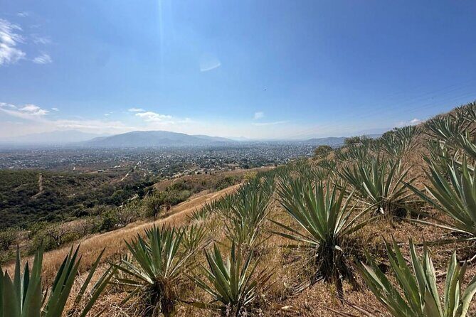 Wild Agaves Hiking Experience in Oaxaca - An In-Depth Look at the Tour