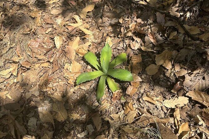Wild Agaves Hiking Experience in Oaxaca - The Sum Up