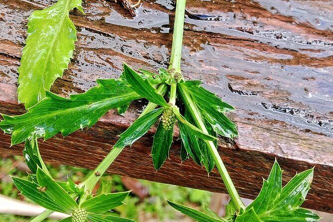 Wild and Medicinal Dominica Private Tour - FAQ