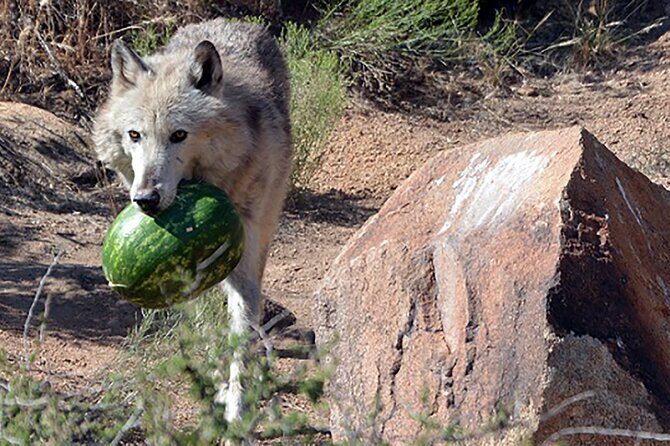 Wild Animal Nature Park Scenic Route 66 Crozier Canyon - Introduction: What Makes This Tour Stand Out?