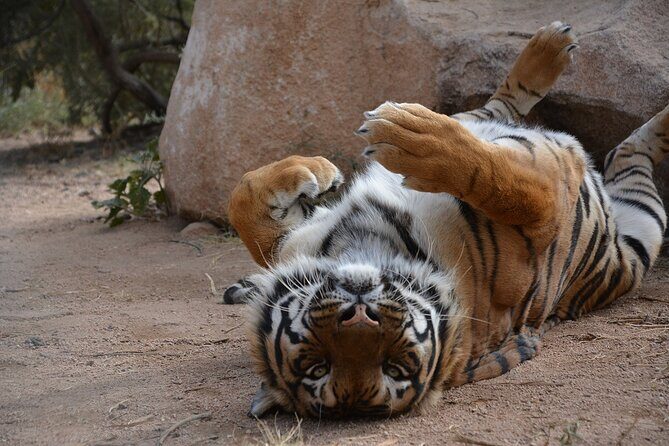 Wild Animal Nature Park Scenic Route 66 Crozier Canyon - The Value of the Experience