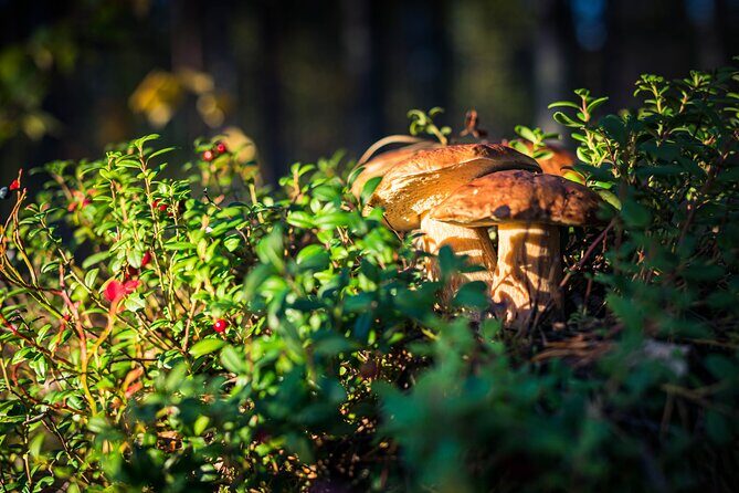 Wild Berries and Mushroom picking tour - Key Points