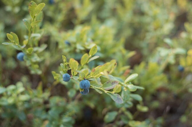 Wild Berries and Mushroom picking tour - An Excellent Value for a Unique Experience
