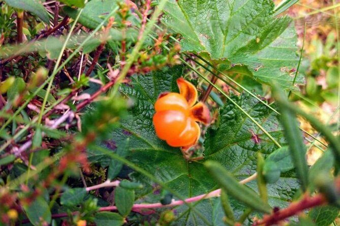 Wild Berries and Mushroom picking tour - The Itinerary in Detail