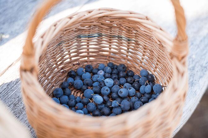 Wild Berries and Mushroom picking tour - Final Thoughts: Who Should Consider This Tour?