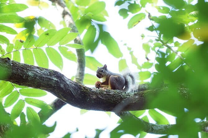 Wild Bird Sanctuary Forest Guided Tour in Nagano - Key Points