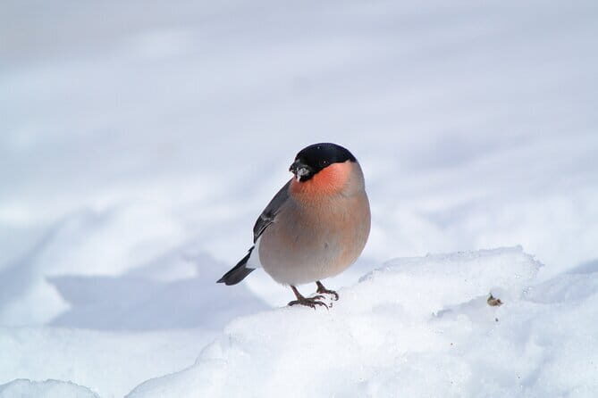 Wild Bird Sanctuary Forest Guided Tour in Nagano - Value and Practical Details