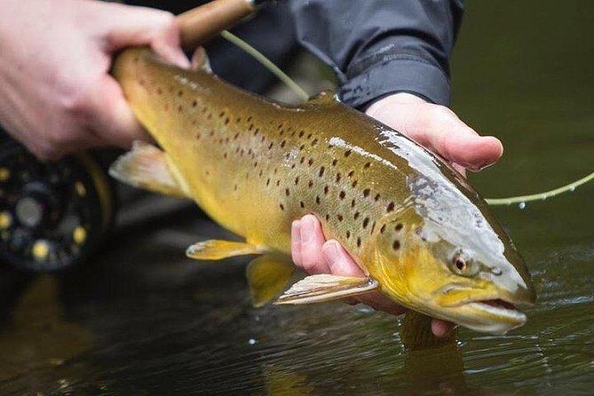 Wild Brown Trout fishing. Lough Corrib. French speaking Ghillie/Guide. Full day. - Why This Tour Offers Great Value