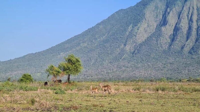 Wild Day Tour: Baluran National Park & Tabuhan Island - Key Points