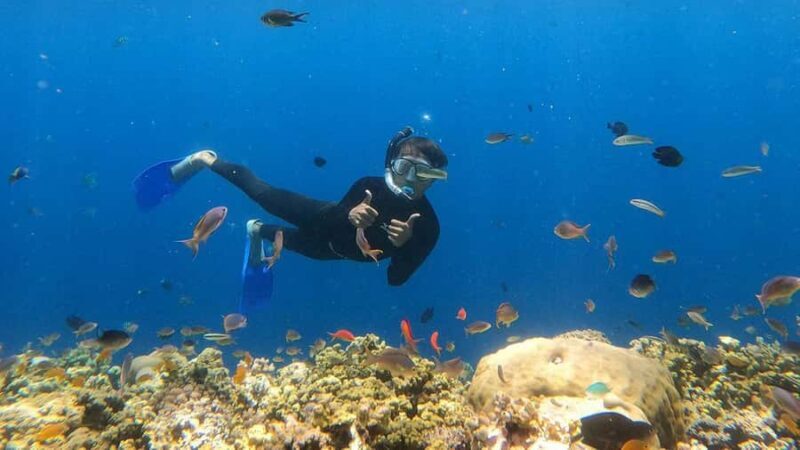Wild Day Tour: Baluran National Park & Tabuhan Island - The Snorkeling at Tabuhan Island