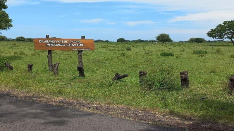 Wild Day Tour: Baluran National Park & Tabuhan Island - Authenticity and Experience Quality