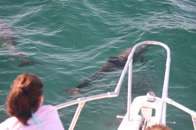 Wild Dolphin Encounter in Puerto Vallarta - An In-Depth Look at the Puerto Vallarta Dolphin Tour