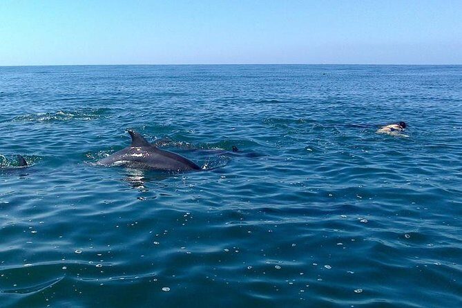 Wild Dolphin Encounter in Puerto Vallarta - Who Is This Tour Best Suited For?