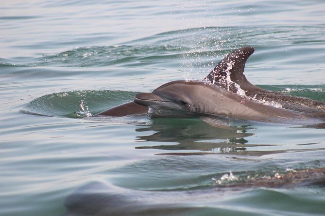 Wild Dolphin Encounter in Puerto Vallarta - The Sum Up