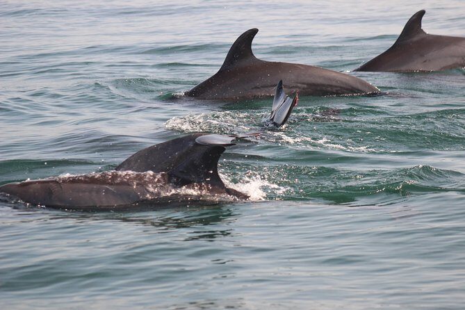 Wild Dolphin Encounter in Puerto Vallarta - FAQ