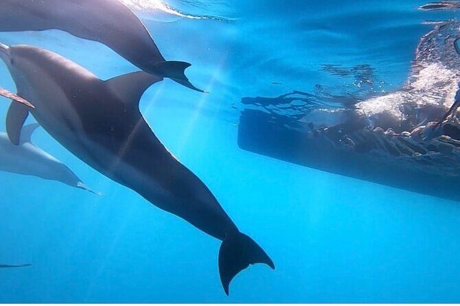 Wild Dolphin Swim Cruise - A Deep Dive into the Wild Dolphin Cruise