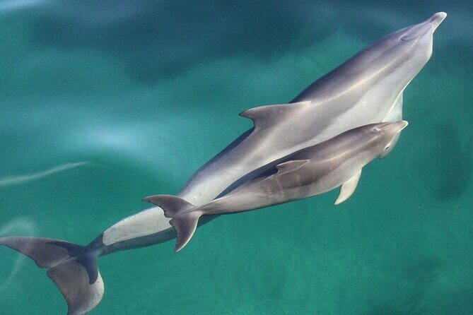 Wild Dolphin Watch in Glenelg - An Engaging Introduction to the Dolphin Cruise
