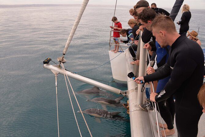 Wild Dolphin Watch in Glenelg - The Value of the Experience
