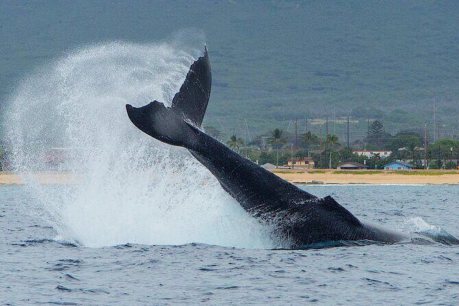 Wild Dolphin Watching and Snorkel Safari Off West Coast of Oahu - Itinerary Breakdown: What to Expect on the Water
