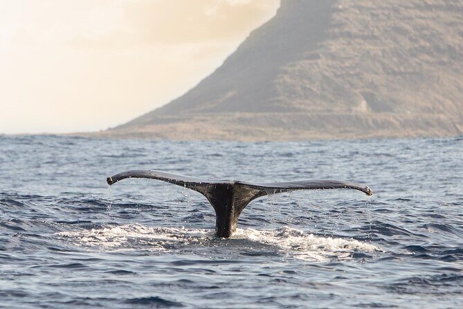 Wild Dolphin Watching and Snorkel Safari Off West Coast of Oahu - The Practical Side: Logistics, Pricing, and What to Bring
