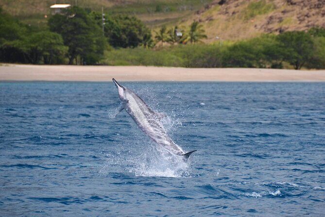 Wild Dolphin Watching and Snorkel Safari Off West Coast of Oahu - Authentic Feedback from Past Travelers