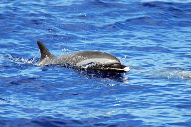 Wild Dolphin Watching and Snorkel Safari Off West Coast of Oahu - Who Will Love This Tour?