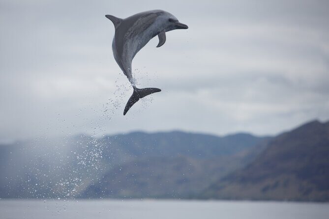 Wild Dolphin Watching and Snorkel Safari Off West Coast of Oahu - FAQs
