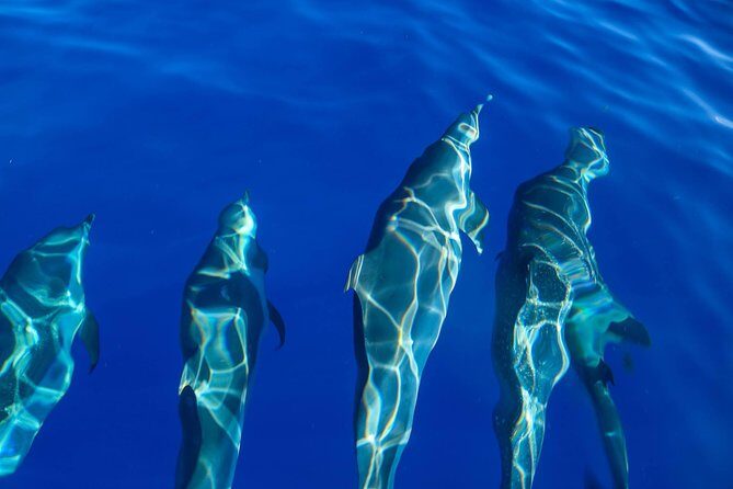 Wild Dolphin Watching and Snorkel Safari Off West Coast of Oahu - Final Thoughts