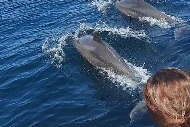 Wild dolphins encounter & snorkeling - What’s Included in the Tour?