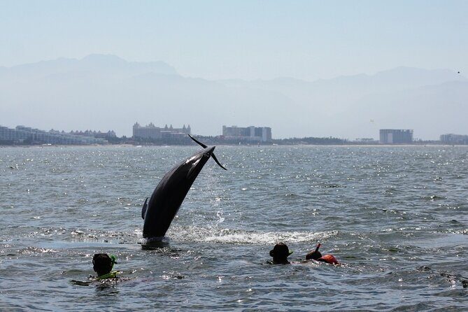 Wild dolphins encounter & snorkeling - The Challenges and Limitations