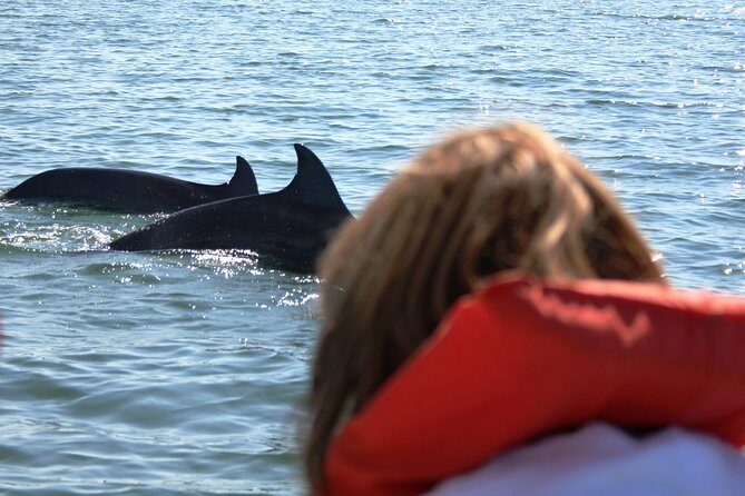Wild dolphins encounter & snorkeling - Who Should Book This Tour?