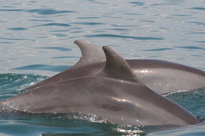 Wild dolphins encounter & snorkeling - Final Thoughts