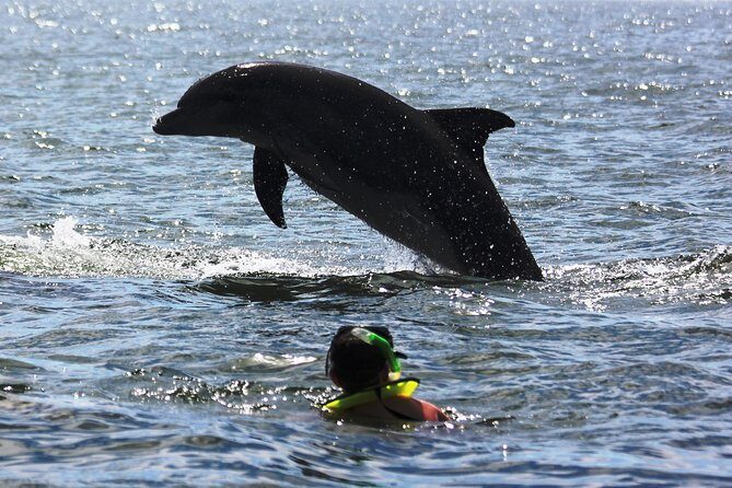 Wild dolphins encounter & snorkeling - Frequently Asked Questions