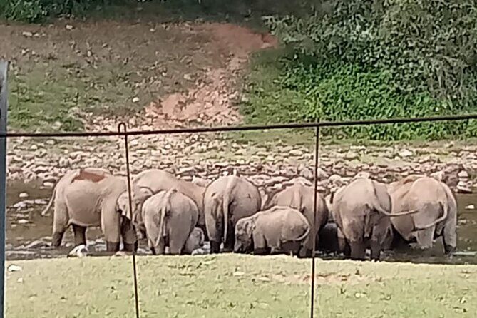 Wild Elephant Anakulam & Waterfalls Tour(munnar valley Trekking) - What Some Guests Say