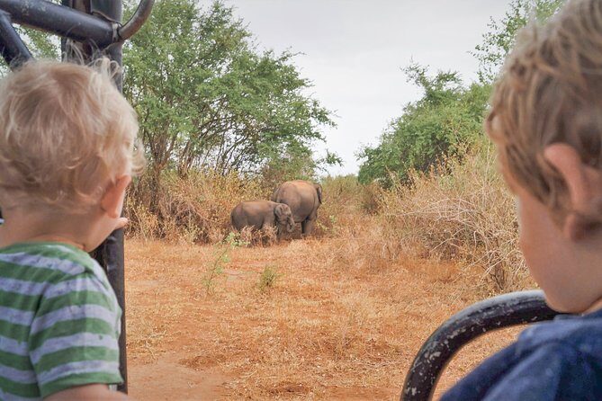 Wild Elephant Safari in Minneriya National Park - An Honest Look at the Safari Experience