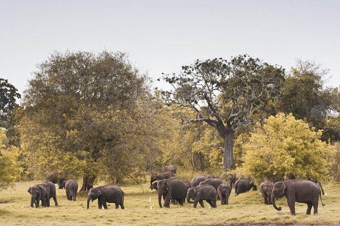Wild Elephant Safari in Minneriya National Park - Pricing, Value, and Practicalities