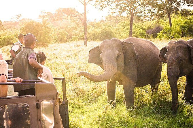 Wild Elephant Safari in Minneriya National Park - Who Should Consider This Safari?